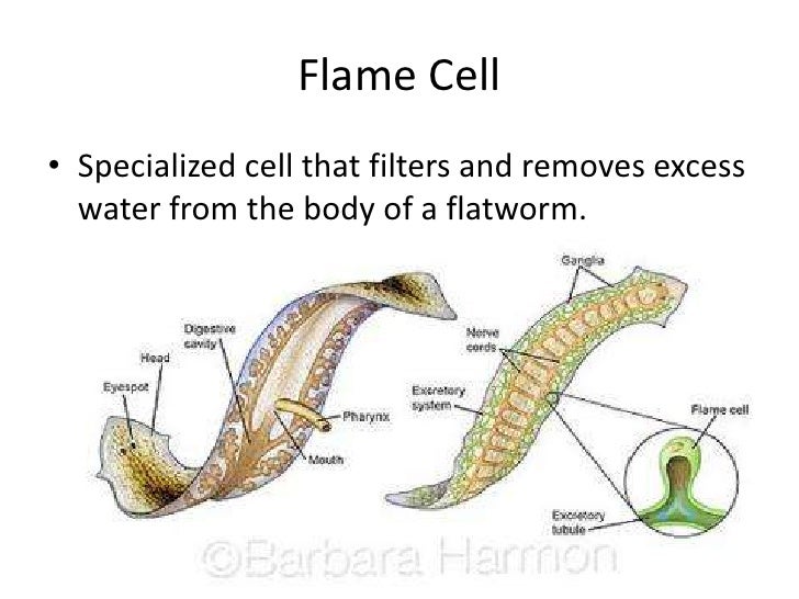 Biology 27 1 flatworms
