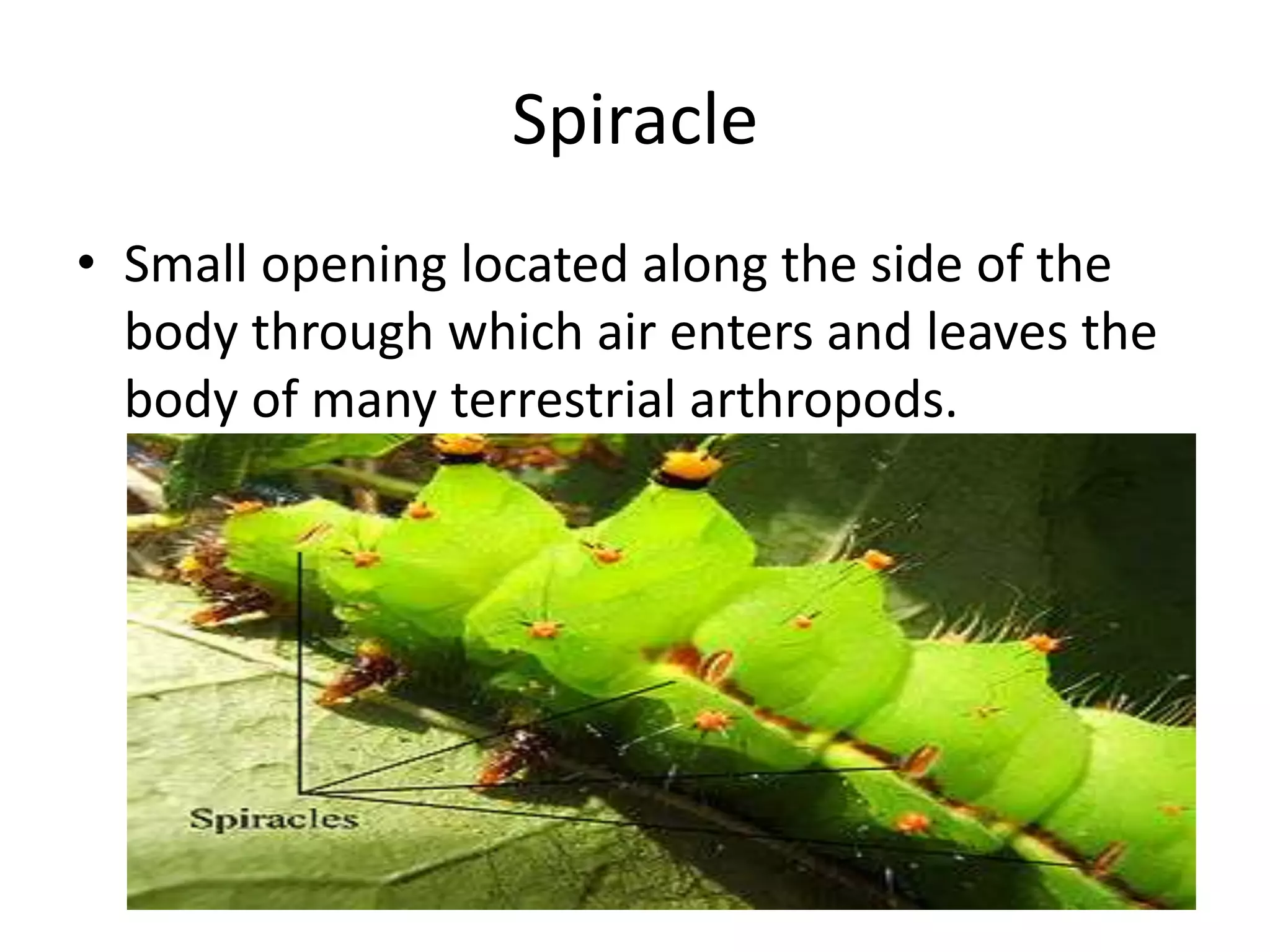Biology 28 1 introduction to the arthropods | PPTX
