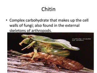 Biology 28 1 introduction to the arthropods | PPT