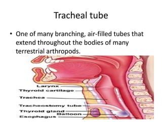 Biology 28 1 introduction to the arthropods | PPT