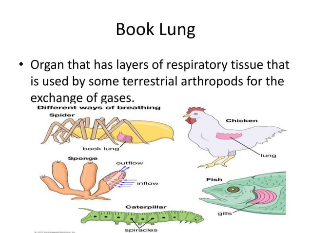 Biology 28 1 Introduction To The Arthropods Ppt