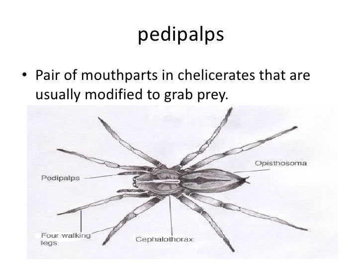Biology 28 2 groups of arthropods