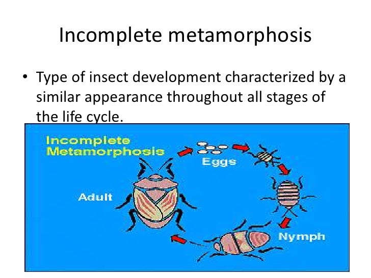 Biology 28 3 insects