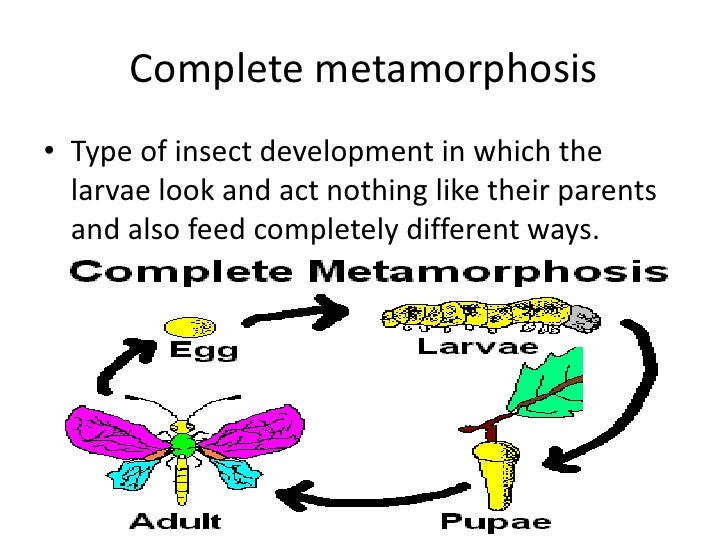 Biology 28 3 insects