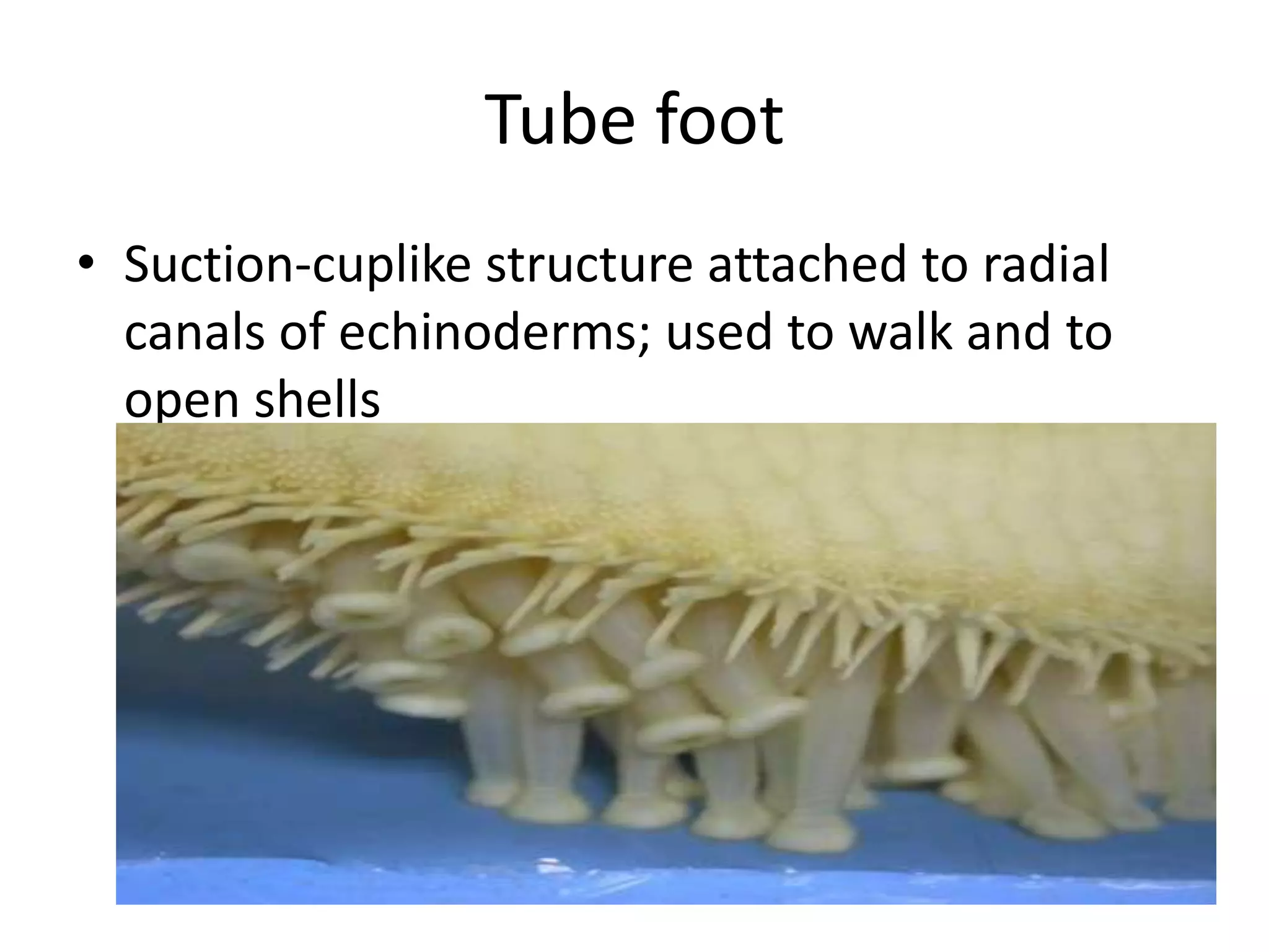 Biology 28 4 echinoderms | PPTX