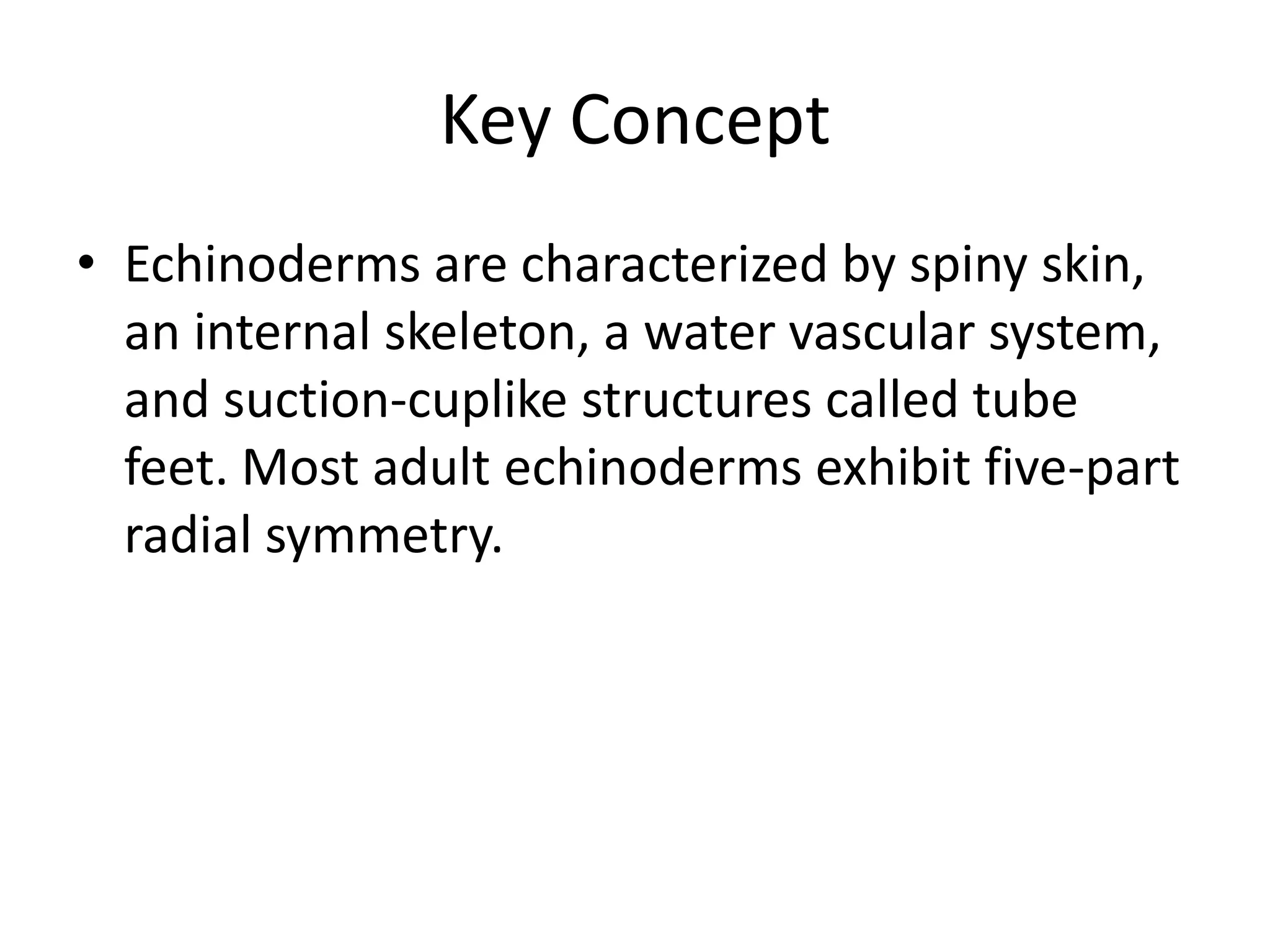 Biology 28 4 echinoderms | PPTX