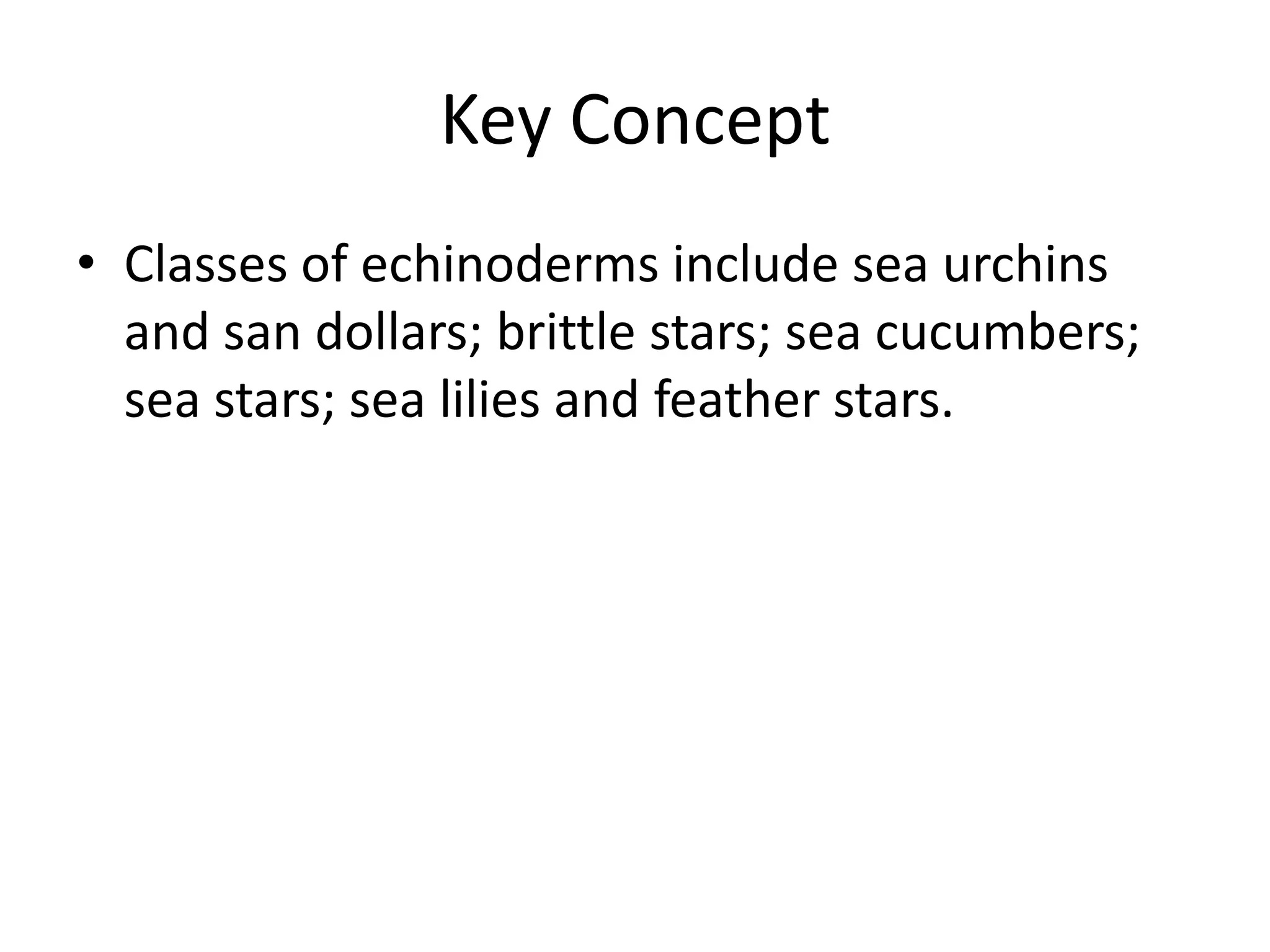 Biology 28 4 echinoderms | PPTX