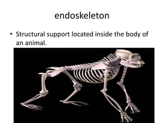 Endoskeleton Biology