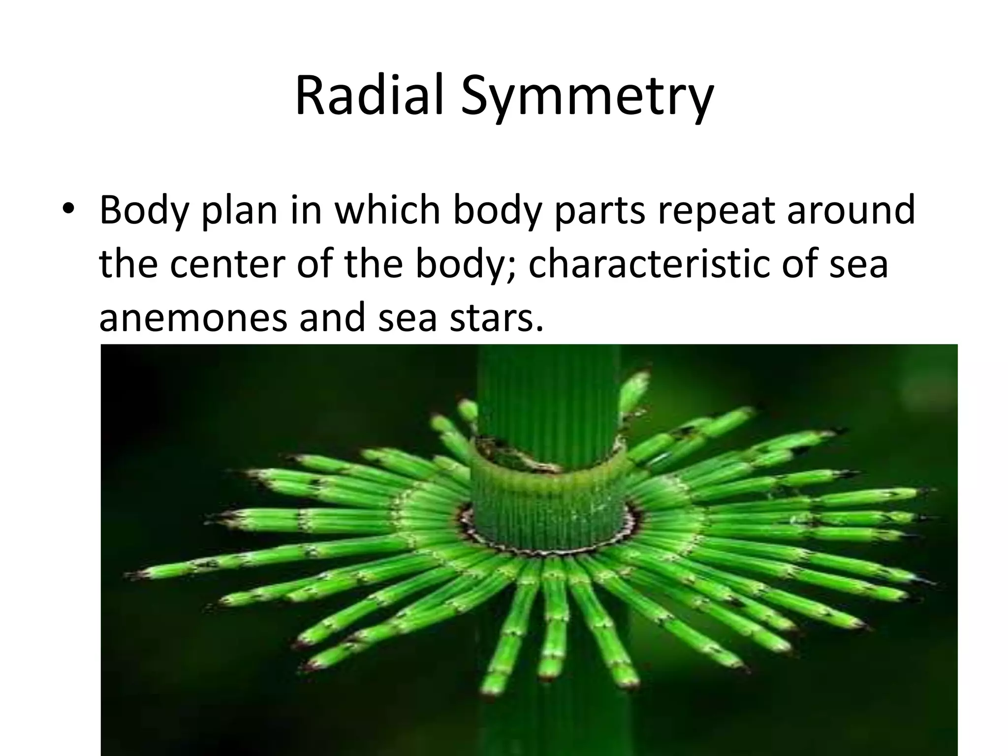 Biology 29 1 invertebrate evolution | PPTX