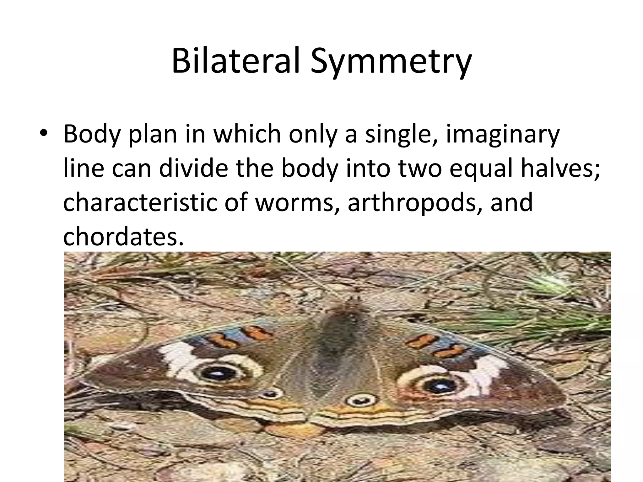 Biology 29 1 invertebrate evolution | PPTX
