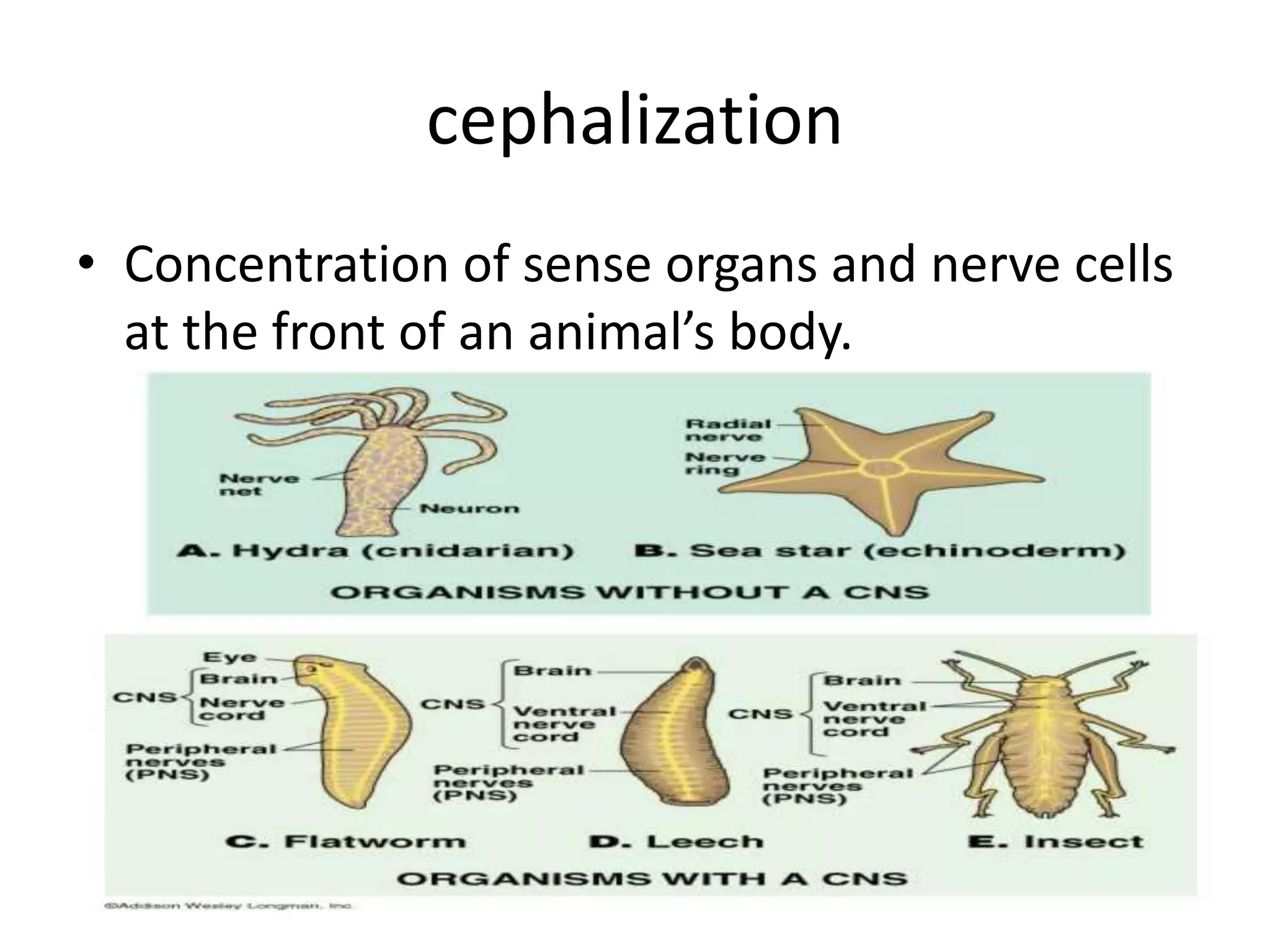 Biology 29 1 invertebrate evolution | PPTX