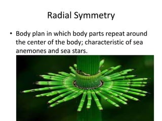 Biology 29 1 invertebrate evolution | PPTX