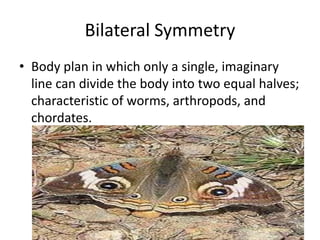 Biology 29 1 invertebrate evolution | PPTX