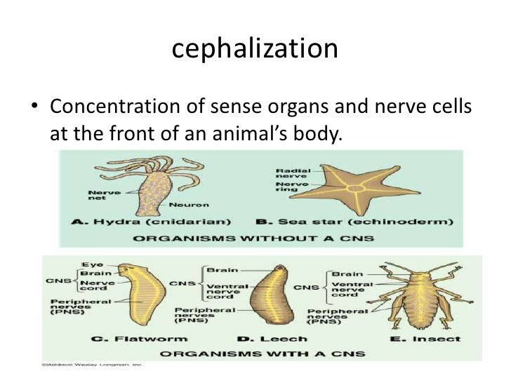 Biology 29 1 invertebrate evolution