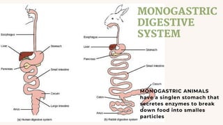 comparison and contrast plant and animal nutrition | PDF