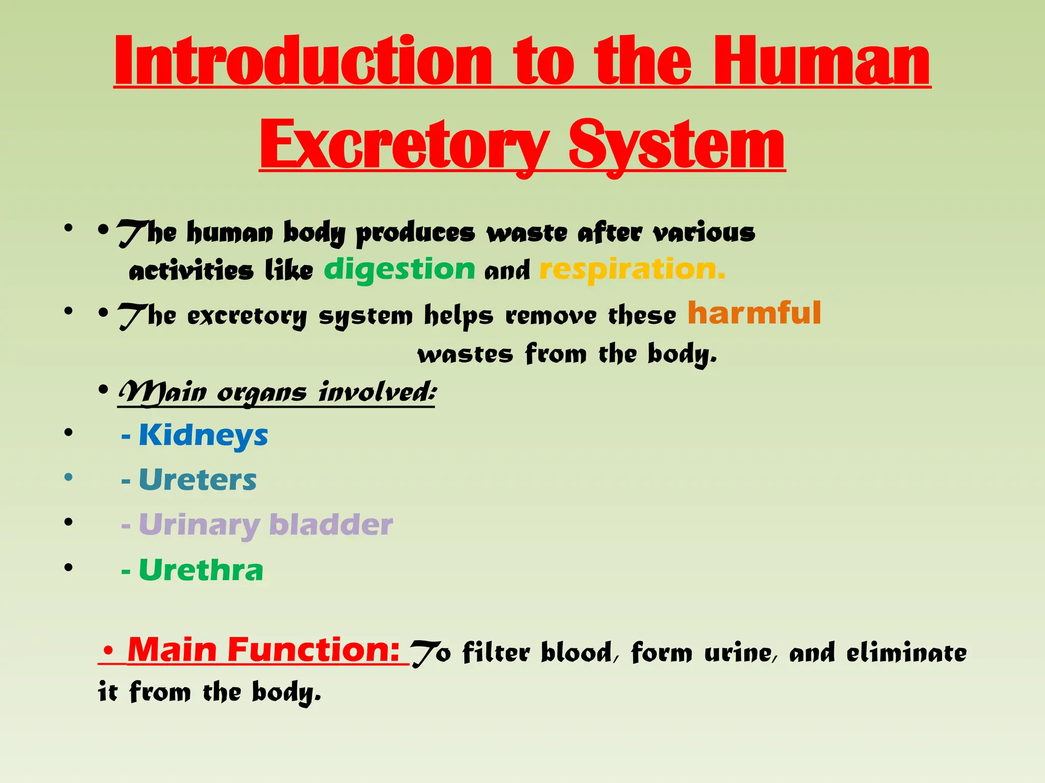 human excretory system for class 10th holiday homework of Biology ...
