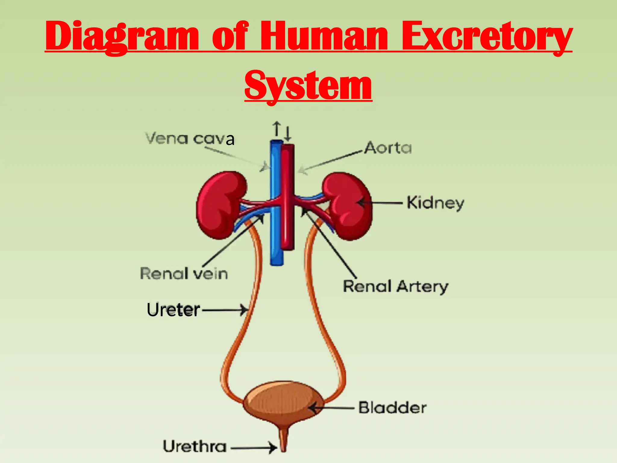 human excretory system for class 10th holiday homework of Biology ...