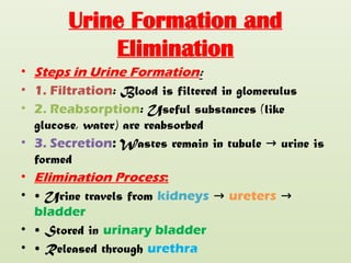 human excretory system for class 10th holiday homework of Biology ...