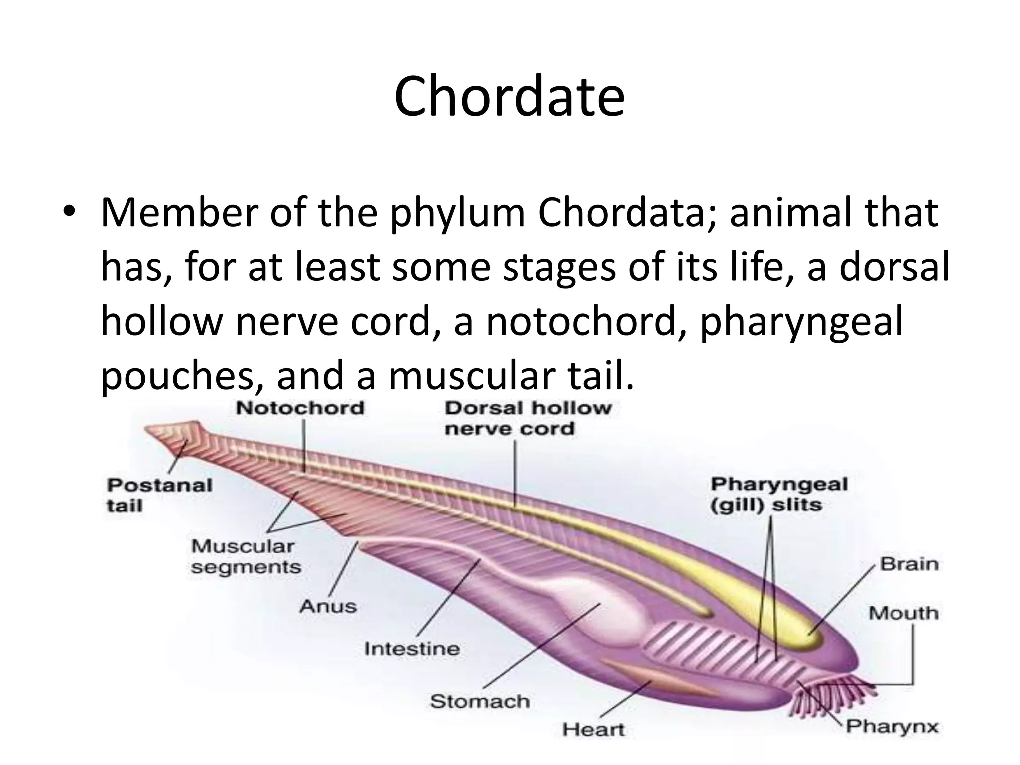 Biology 30 1 the chordates | PPTX