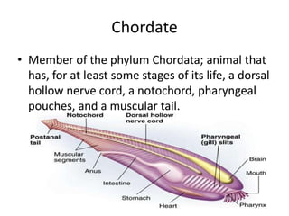 Biology 30 1 the chordates | PPTX