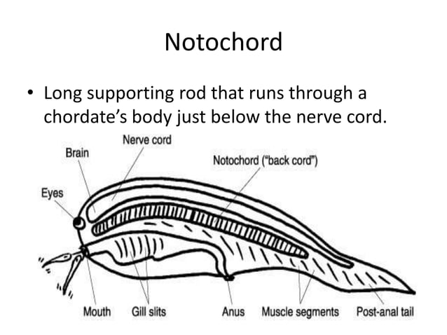 Biology 30 1 the chordates | PPTX