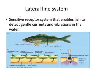Biology 30 2 fishes | PPT