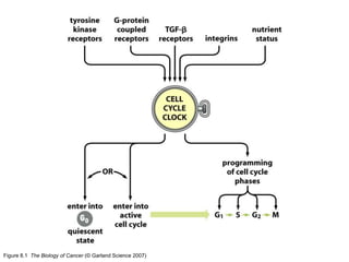 BIOLOGY34RB_CELLCYCLECLOCKcancerbiology.ppt