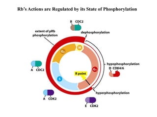 BIOLOGY34RB_CELLCYCLECLOCKcancerbiology.ppt