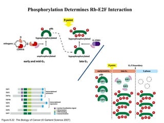 BIOLOGY34RB_CELLCYCLECLOCKcancerbiology.ppt
