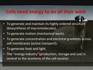 Bioenergetics | PPT