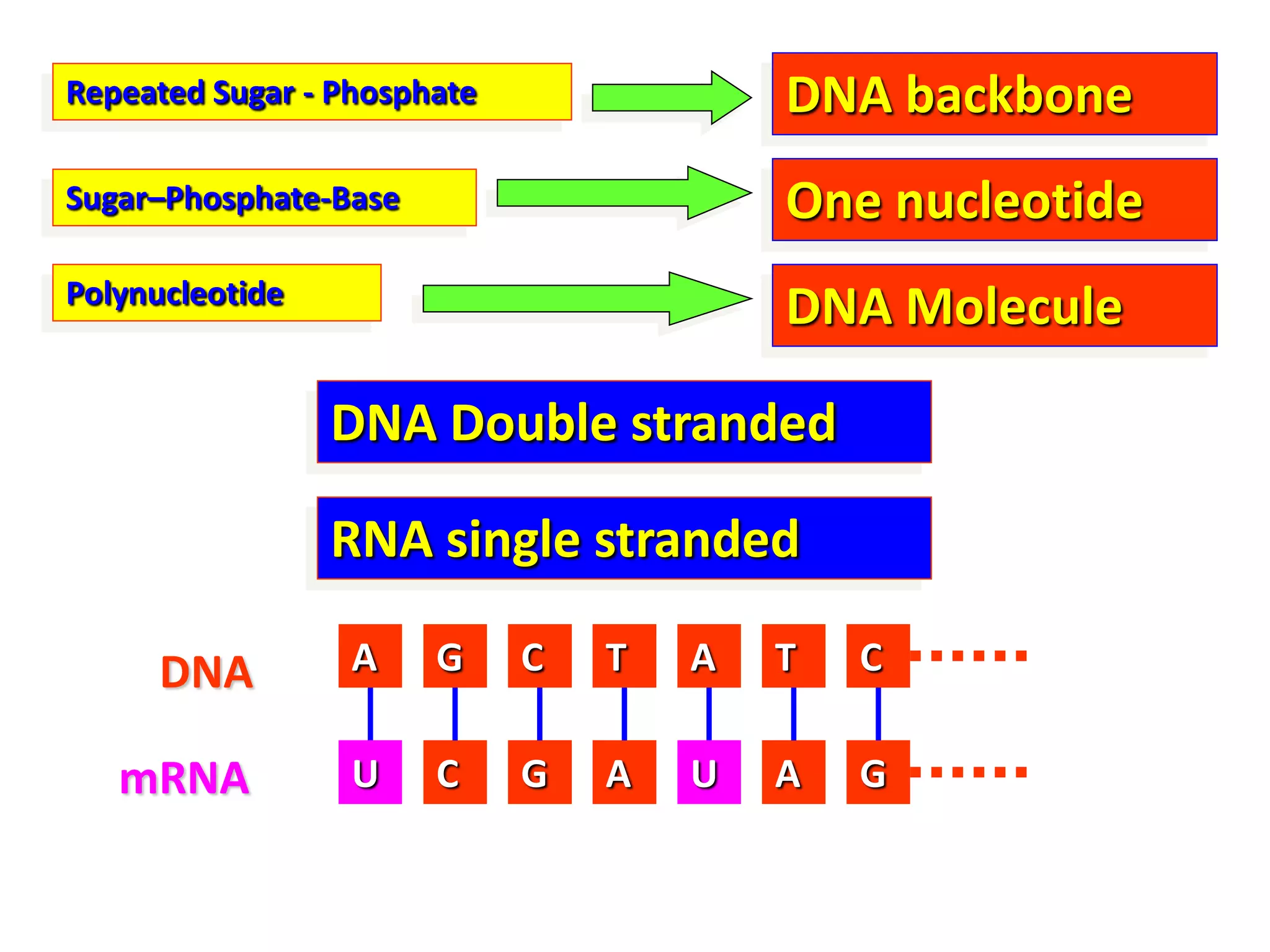 Biology 6: DNA vs RNA | PPT
