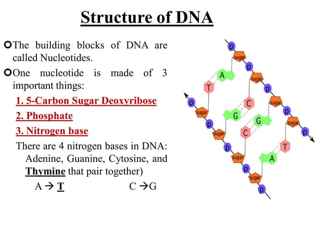 Biology 6: DNA vs RNA | PPT