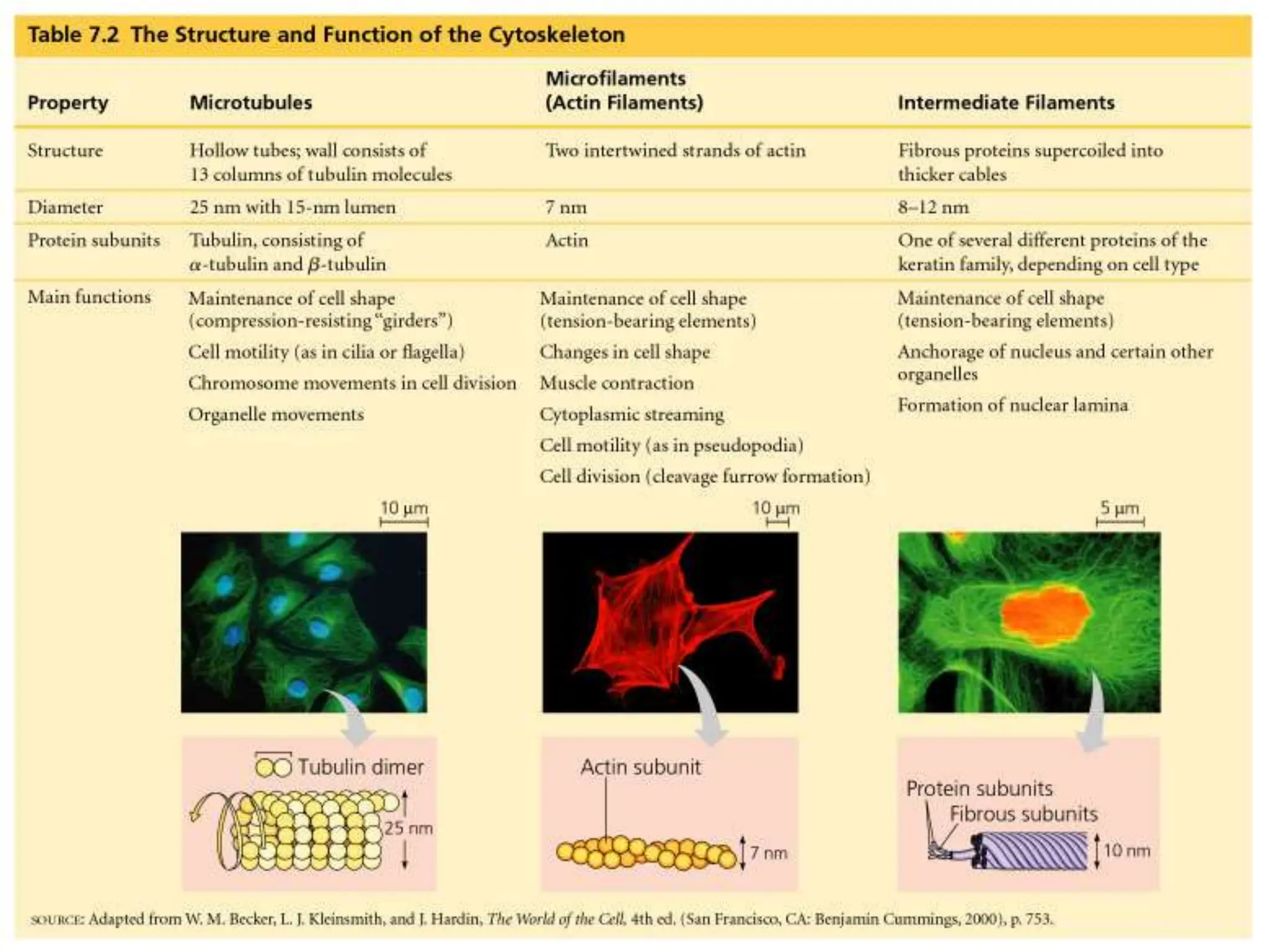 biology7 cell structrue.................. | PPT