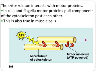 biology7 cell structrue.................. | PPTX