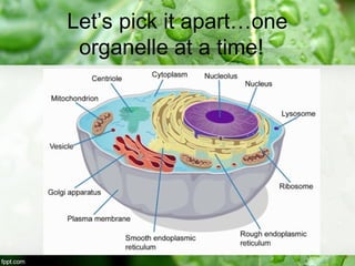 Biology 7-2 Eukaryotic Cell Structure.ppt
