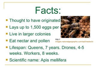 Saint Abigail Of Beekeeping