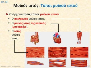 Biology a lyk-kef1 | PPT