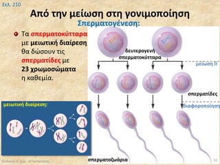 Biology a lyk-kef12 | PPTX