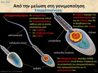 Biology a lyk-kef12 | PPTX