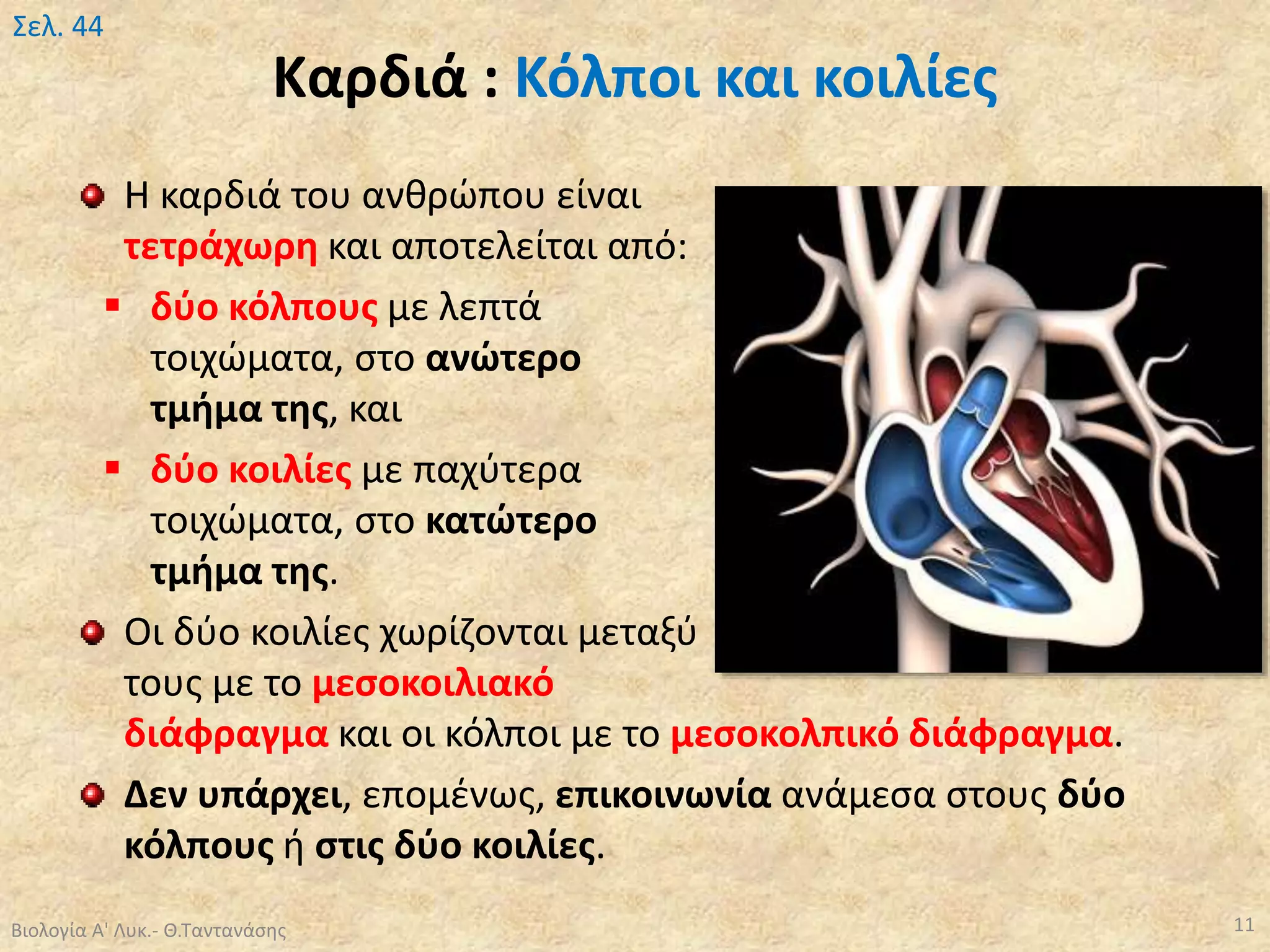 Biology a lyk-kef3 | PPTX