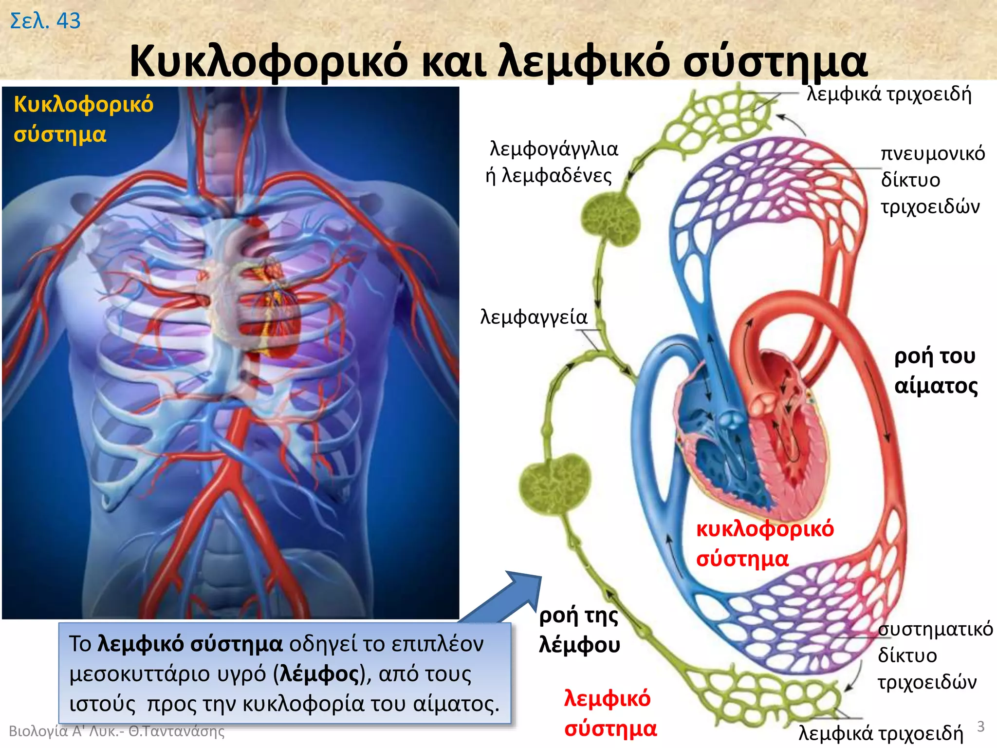 Biology a lyk-kef3 | PPTX