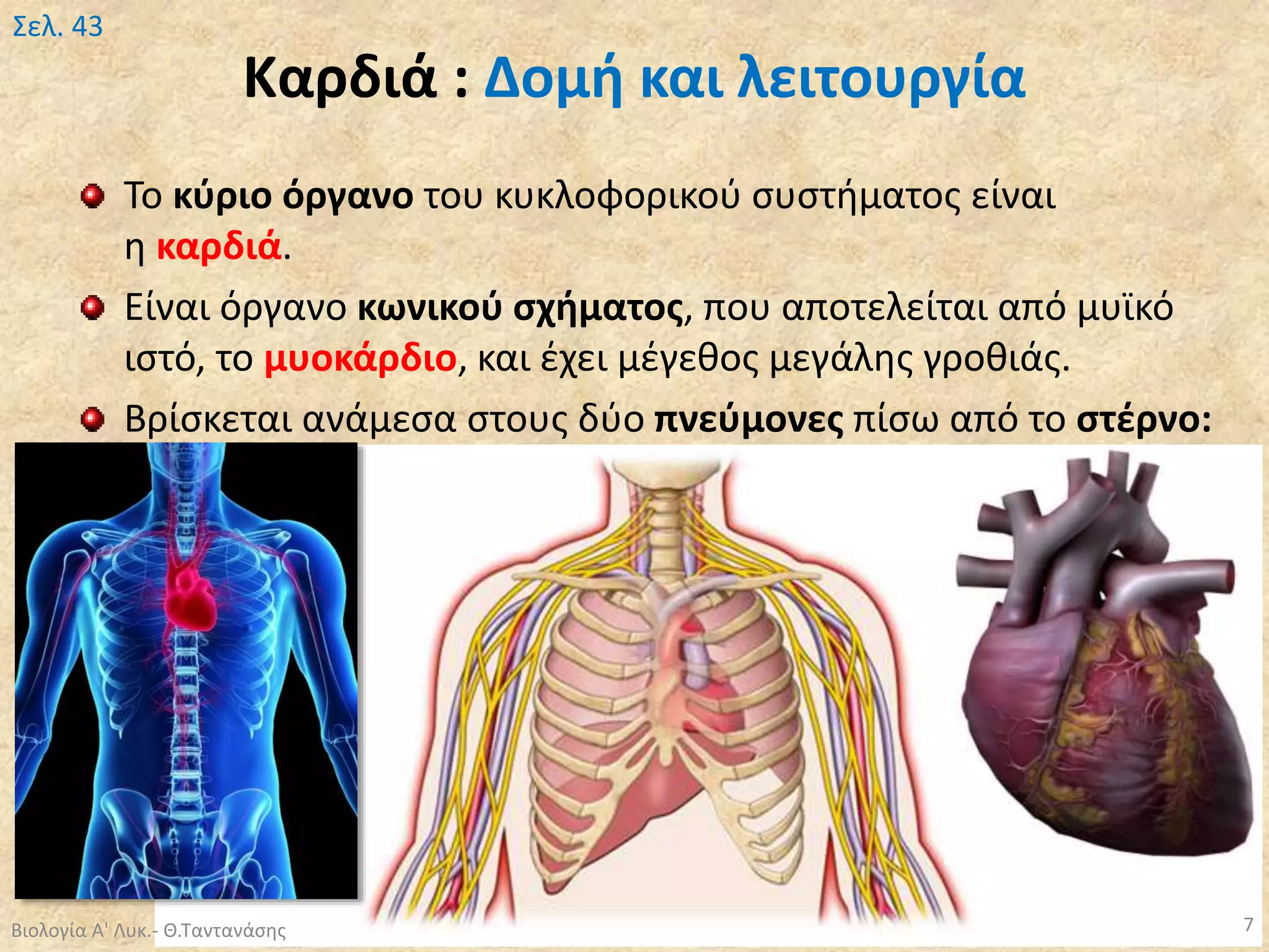 Biology a lyk-kef3 | PPTX