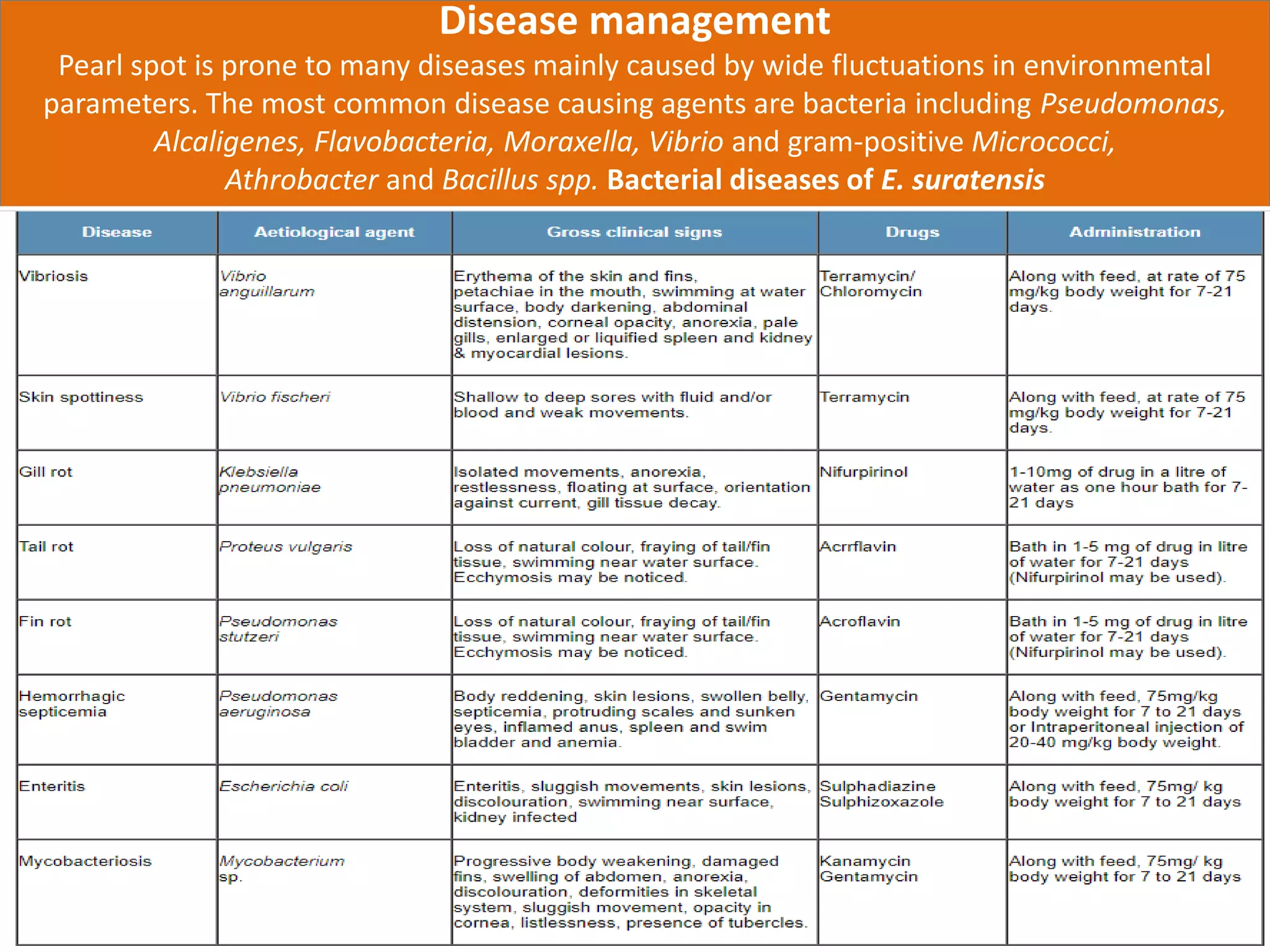 Biology and Aquaculture Pearl spot E. suratensis | PPTX