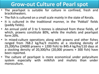 Biology and Aquaculture Pearl spot E. suratensis | PPTX