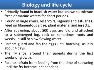 Biology and Aquaculture Pearl spot E. suratensis | PPTX