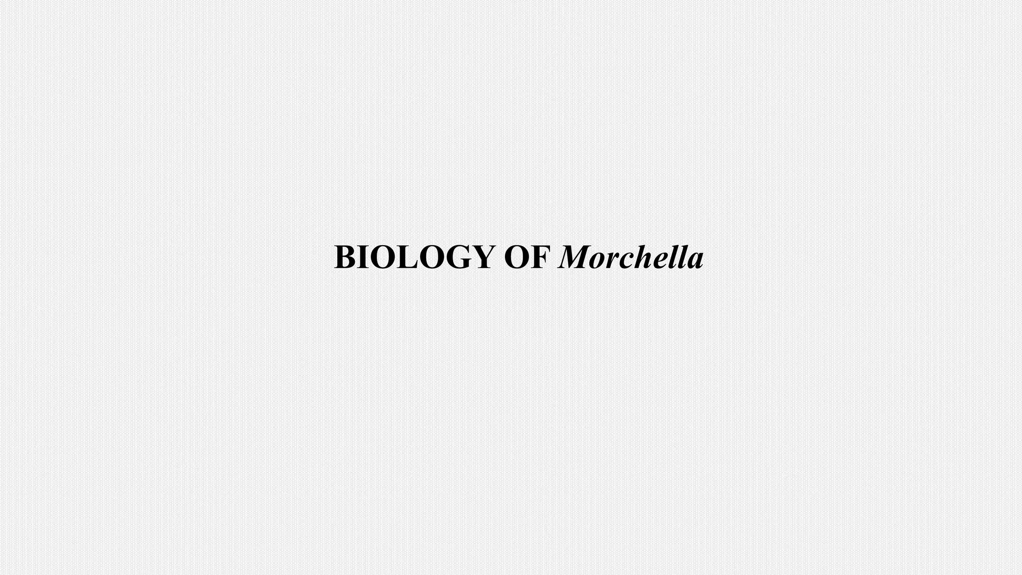 Biology and cultivation of morchella | PPTX