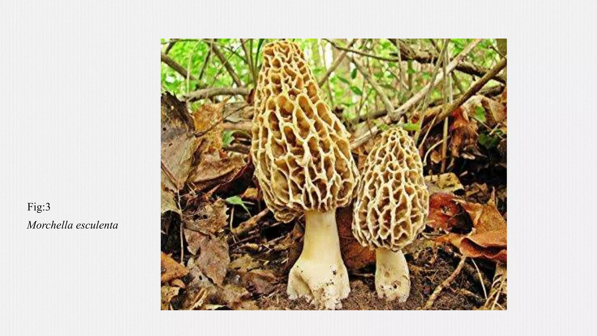 Biology and cultivation of morchella | PPTX