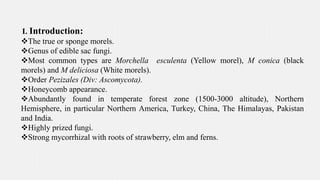 Biology and cultivation of morchella | PPTX