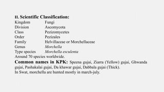 Biology and cultivation of morchella | PPTX