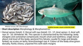 Biology and Farming Economics of Production Milk fish by B.pdf